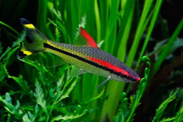 Pencil fish - Alchetron, The Free Social Encyclopedia